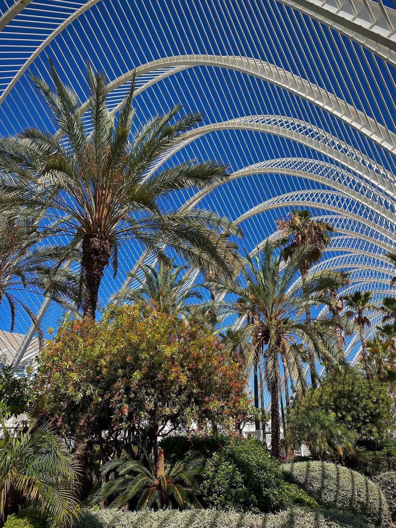 Bezoek de bijzondere tuin l'Umbracle in Valencia | Tips
